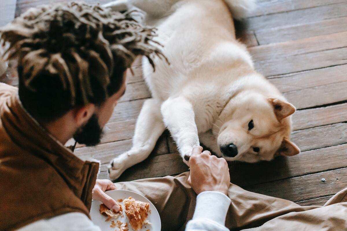 Why Do We Pamper Our Dogs Now More Than Ever? - How's To Do